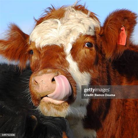 Cow Licking Face Photos And Premium High Res Pictures Getty Images