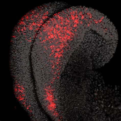 Postdoc Position In Cell Fate Plasticity And Reprogramming Sfbd