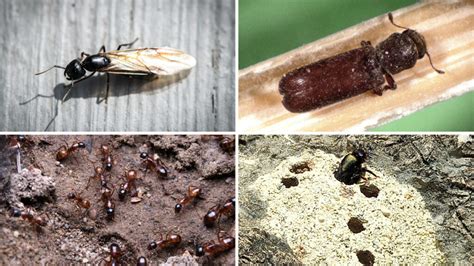 9 Bugs That Look Like Termites