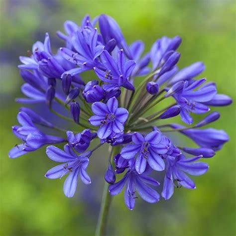 Agapanthus Africanus Lily Of The Nile