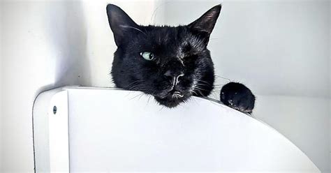 Mongo Wants You To Use Your Manners Album On Imgur