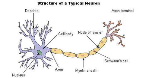 Nervous Its More Fun In Anaphy