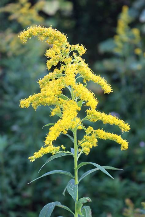 Foraging Goldenrod Solidago Sp — Practical Self Reliance