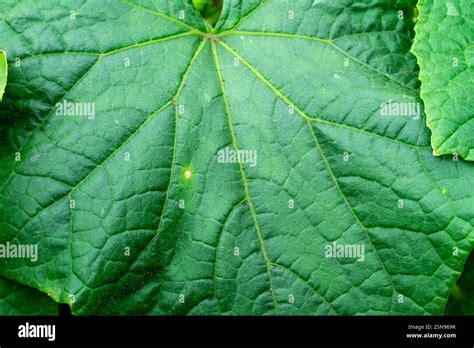 A Close Up View Showcases A Large Green Leaf Displaying Detailed