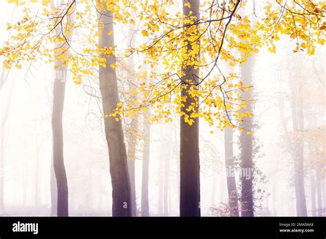 Beech Trees In The Mist Stock Photo Alamy