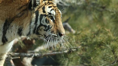 벵골 호랑이 새끼들