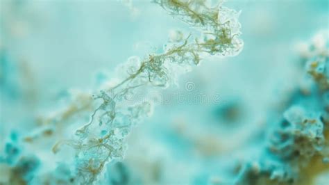 Mold Fungus Close Up With Characteristic Texture And Shades Of Blue And