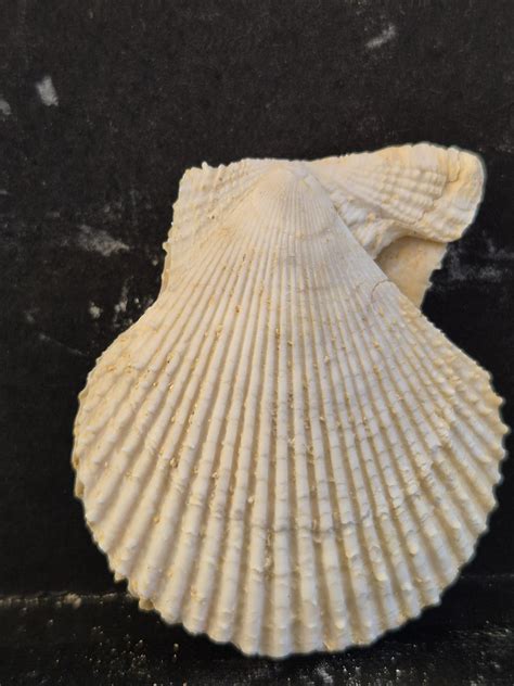 Chlamys Varia Roc 3000