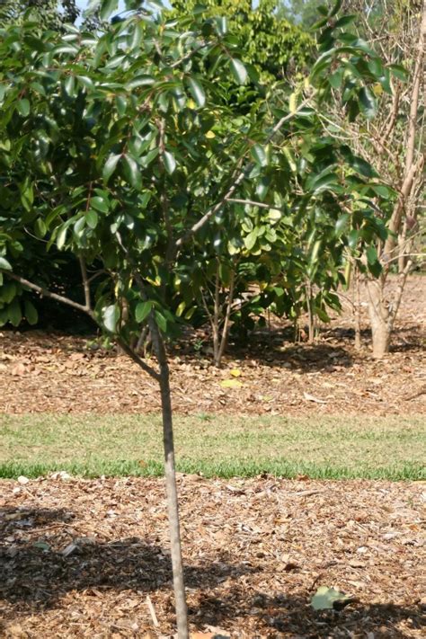 Zanthoxylum Flavum Images Useful Tropical Plants