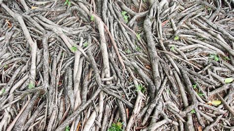 Premium Photo Full Frame Shot Of Tree Roots