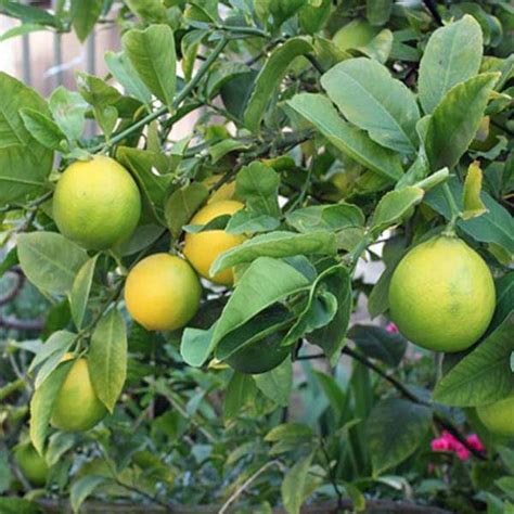 Buy Nimboo Lemon Tree Seedless Plant Online From Nurserylive At Lowest Price