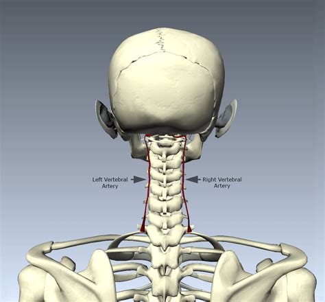 Atlas Laterality Head Tilt Linked To Cerebral Hypoxia Athlepedia The Athletics Wiki Fandom