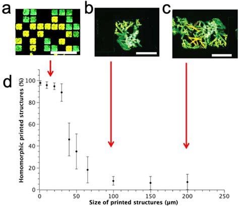 Polymorph Separation By Ordered Patterning