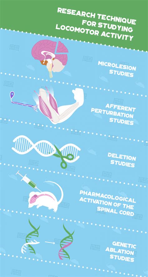 A General Overview Of Locomotor Activity Maze Engineers