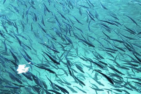 Rabobank Hybrid Flow Through Systems Could Transform Salmon Farming