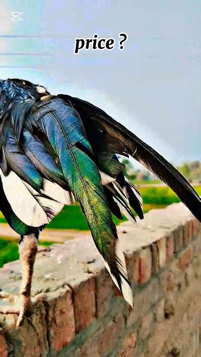 Cheena Aseel Youtube