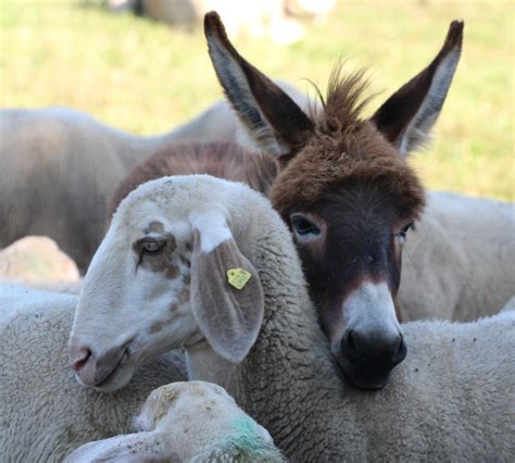 20000 Free Blonde Big Ass And Donkey Images Pixabay