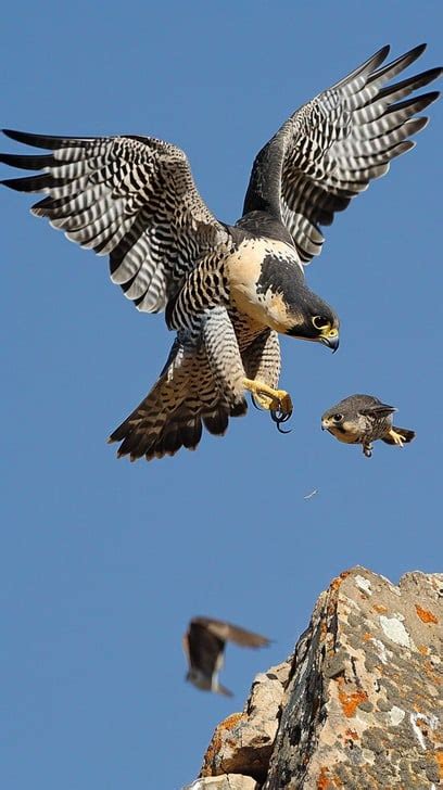 Free Peregrine Falcon Hunting Image Peregrine Falcon Bird