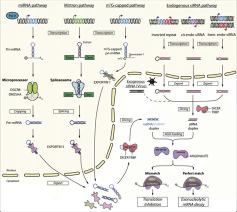 MiRNA And SiRNA Pathways In Mammals Schematic Representation Of The Download Scientific