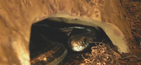 Hibernating Snake