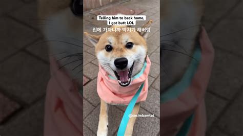 집에 가자니까 밥치기 해버리는 시바견 밤톨이 Youtube