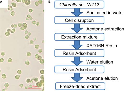 Chlorella Cell