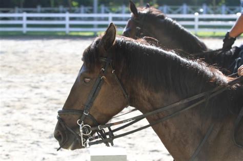 Kali Buat Hubungan Seks Dengan Kuda Pemuda Ditangkap Lagi Selepas Berbogel Di Kawasan
