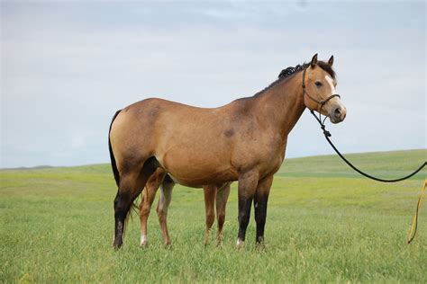 Lazy JS Ranch LJSR Lunar Schooner Lazy JS Ranch LJSR Lunar Schooner