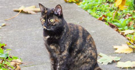 12 Mesmerizing And Unique Cat Fur Patterns