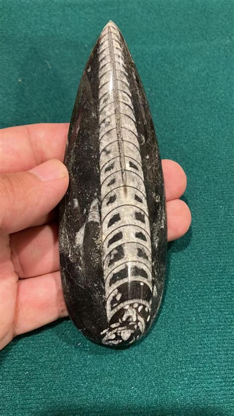 Bulk Sale 3 Polished Cephalopod Fossil Ancient Nautiloid Etsy