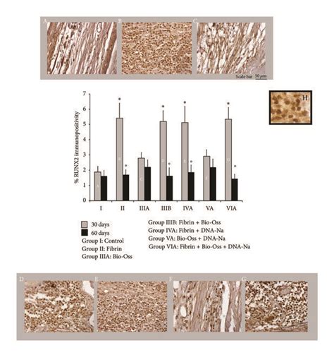 A G Runx2 Immunohistochemistry At 30 Days H High Resolution Detail