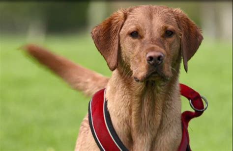 The Supervet Simba The Supervet