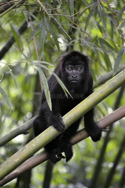 黑吼猴 Alouatta Palliata 库存图片 图片 包括有 猴子 投反对票 减轻 咆哮 63884211