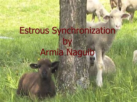 Estrous Synchronization PPTX