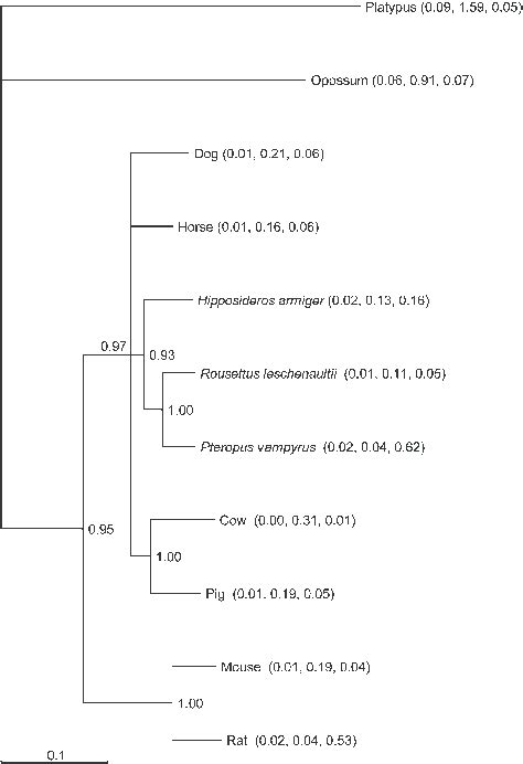 Evolutionary Relationships Of Bat Gulo Genes The Tree Is Constructed