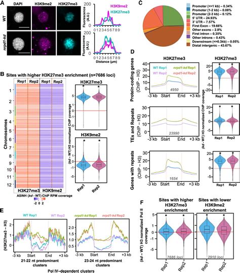 Plant Polymerase Iv Sensitizes Chromatin Through Histone Modifications