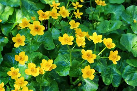 Калужница болотная (лат. Cáltha palústris)