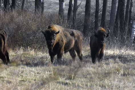 Wisent Bull Big - Free photo on Pixabay