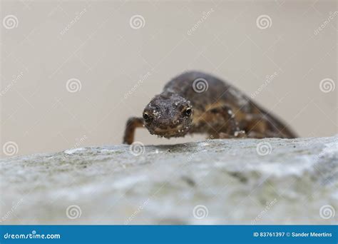 Smooth Newt Lissotriton Vulgaris Portrait Stock Image Image Of Newt Lissotriton 83761397