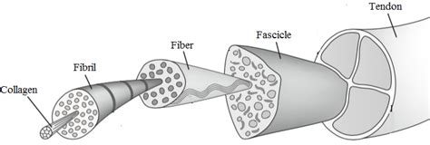 Difference Between Tendon And Ligament Definition Structure Function Comparison