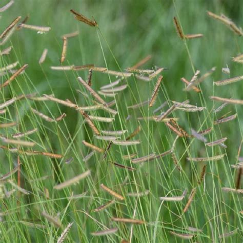 Honeycomb Blue Grama Grass Plant Addicts