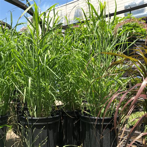 Panicum Virgatum Shenandoah Shenandoah Switchgrass Bumbees