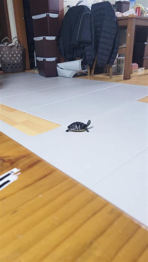 청년의꿈 여자친구 거북이