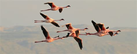 Lake Natron Video MyTanzaniaSafari Com
