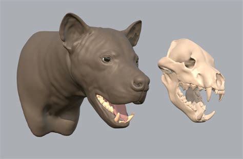 Dinocrocuta Gigantea