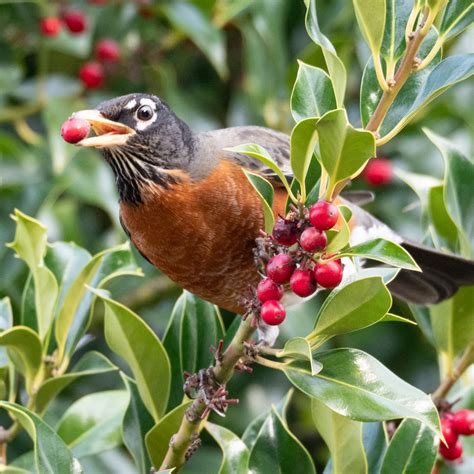 A Tale Of Two Robins The Urban Nature Enthusiast