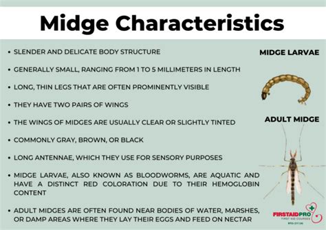 First Aid For Midge Bites And Four Ways To Avoid Them First Aid Pro Perth