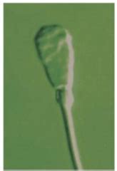 VAP III Prac Test Reproductive ONLY Practical Worksheet Answers Quizlet