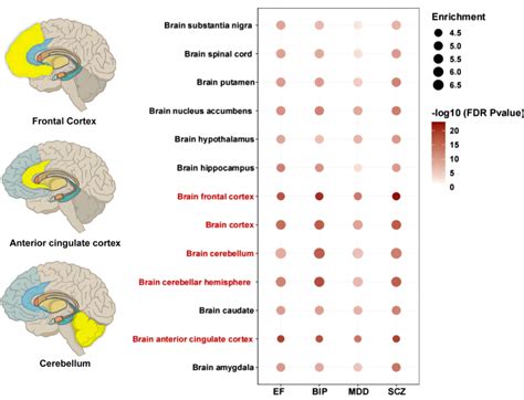 Investigating The Shared Genetic Architecture Between Psychiatric