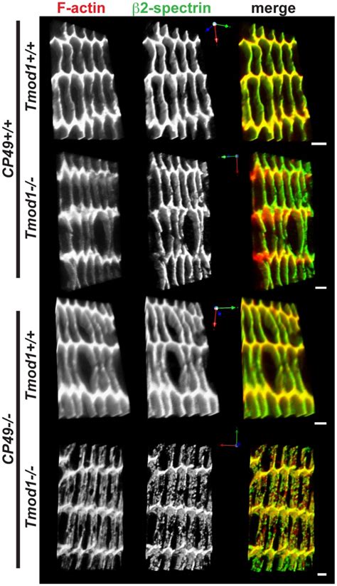 Panels Depict Three Dimensional Reconstructions Of Confocal Z Stacks Of Download Scientific